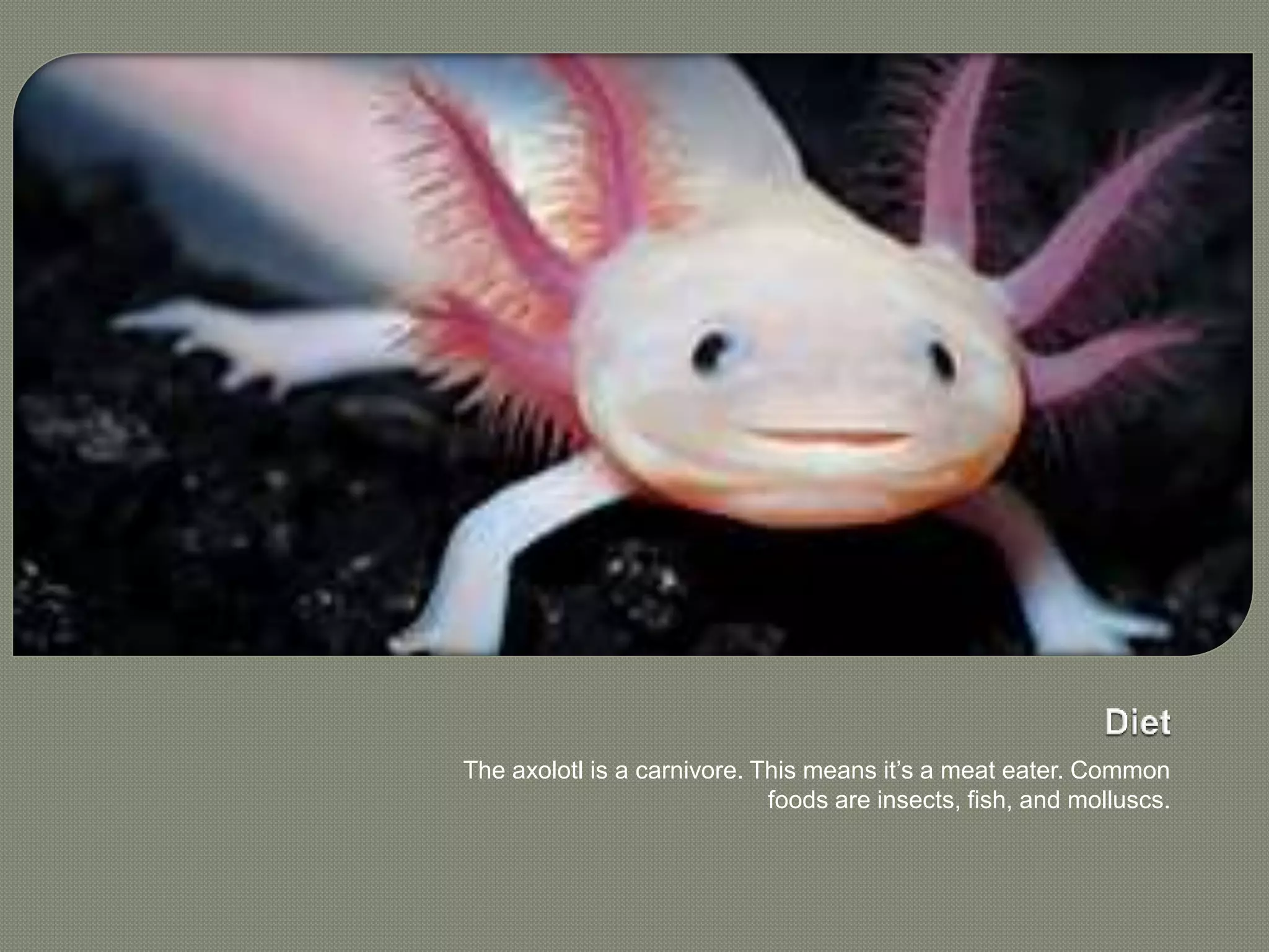 Hunter Axolotl | PPTX