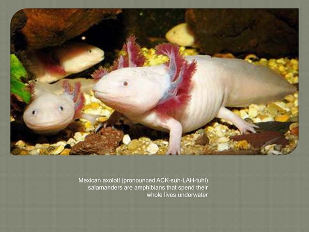 Hunter Axolotl | PPTX | Reptiles | Pets