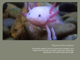 Hunter Axolotl | PPTX | Reptiles | Pets