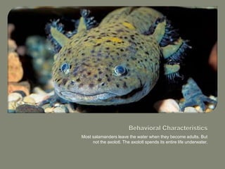 Hunter Axolotl | PPTX | Reptiles | Pets