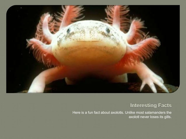 Hunter Axolotl | PPTX | Reptiles | Pets