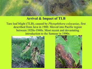 Global diversity of taro: conservation and use | PDF