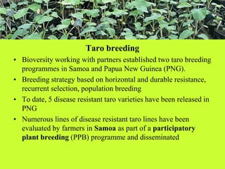 Global diversity of taro: conservation and use | PDF