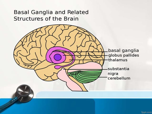 Huntingtons chorea- Genetics | PPTX | Brain and Nervous System ...