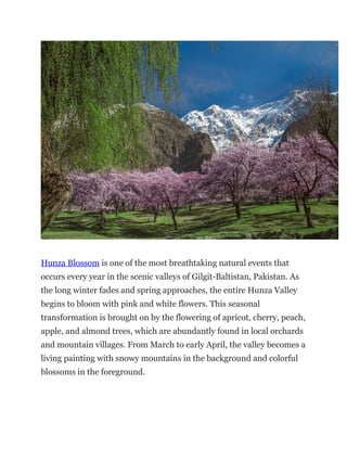 Hunza blossom. Hunza Blossom Tour. Cherry Blossom in Hunza Valley | DOCX