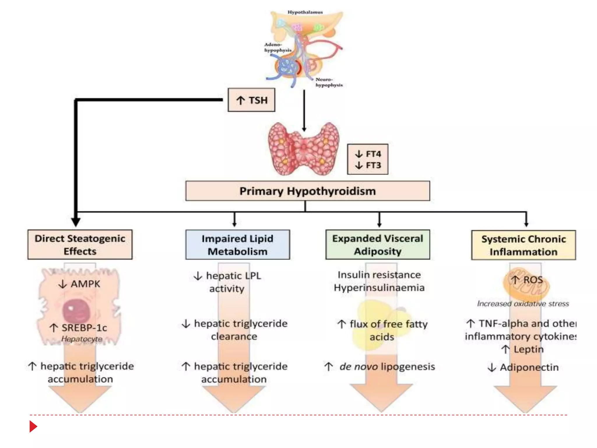 Hypothyroidism Diagnosis, Etiopathogenesis and Treatment | PPTX