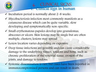 Mycobacteriosis | PPT