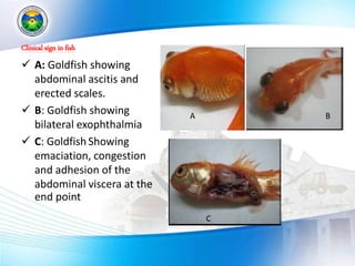 Mycobacteriosis | PPT