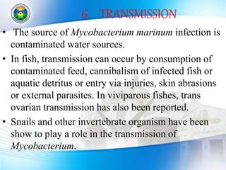 Mycobacteriosis | PPTX