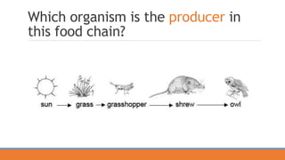 Food chain | PPTX