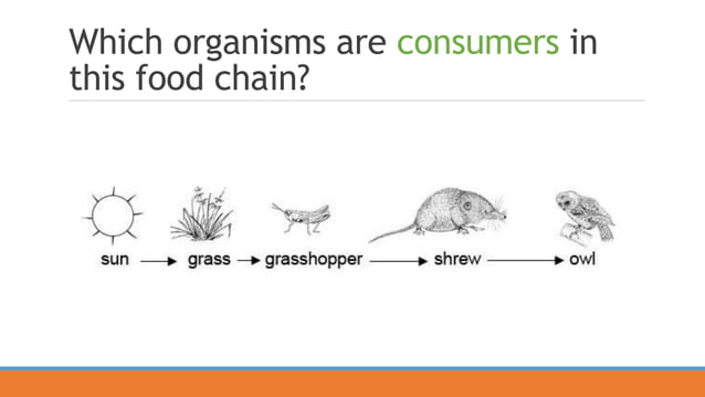 Food chain | PPTX | Biological Sciences | Science