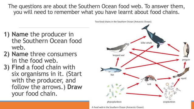 Food chain | PPTX | Biological Sciences | Science