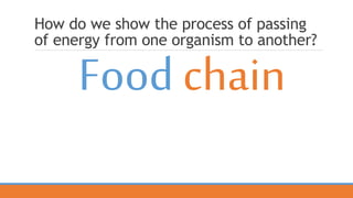Food chain | PPTX