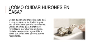 Curiosidades de Hurones | PPTX