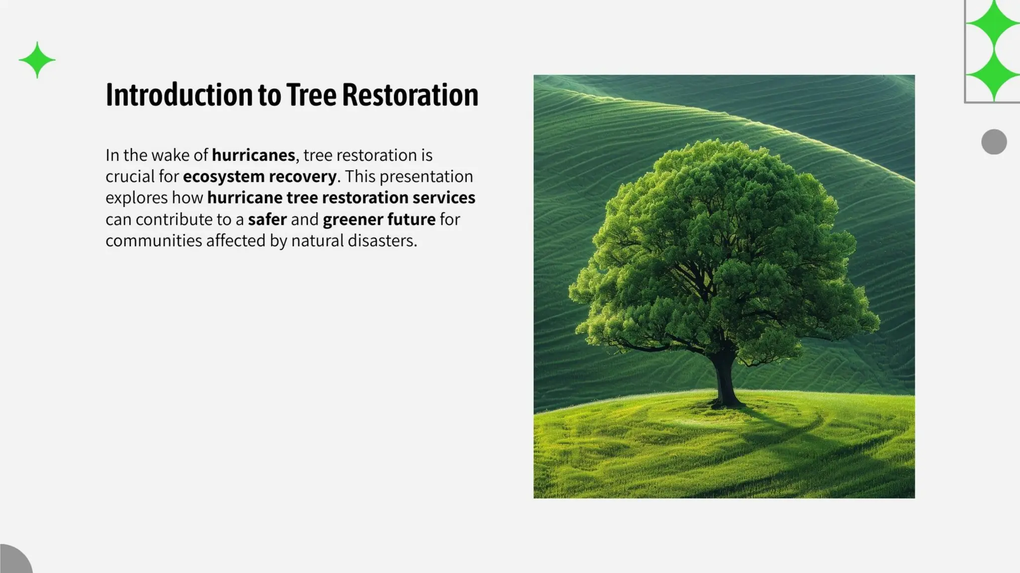 Hurricane Tree Restoration Services: Restoring Nature's Beauty and ...