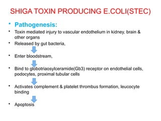 HEMOLYTIC UREMIC SYNDROME. pptx | PPTX