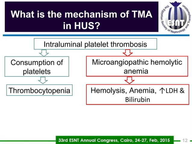 Hemolytic Uremic Syndrome Induced AKI (From Pathogenesis to Bedside ...