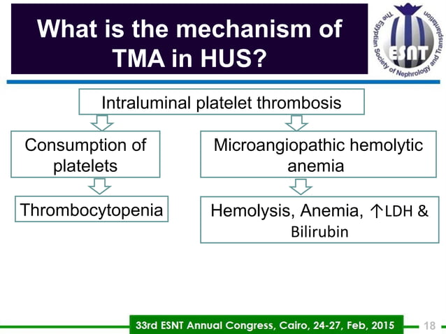 Hemolytic Uremic Syndrome Induced AKI (From Pathogenesis to Bedside ...