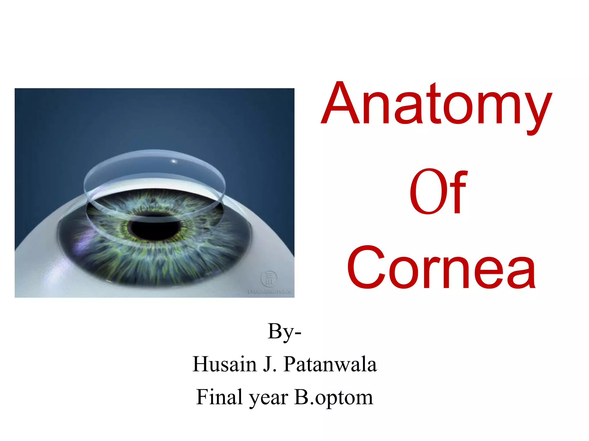 Anatomy Of Cornea | PPTX