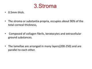 Anatomy Of Cornea | PPTX