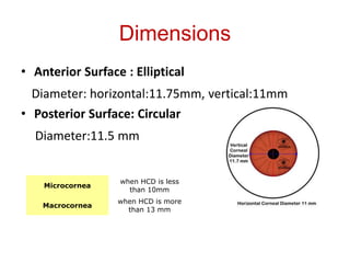 Anatomy Of Cornea | PPTX