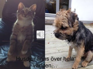 Husdjurens dag | PPTX