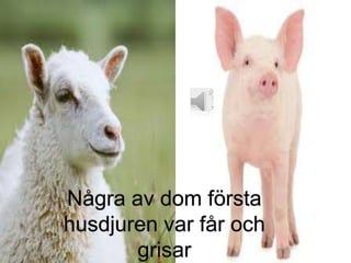 Husdjurens dag | PPTX