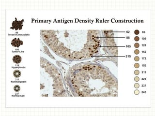 PRS: Co-resident Objective Measure of IHC Stain Performance for Process ...