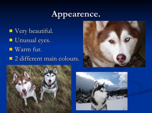 Husky | PPT