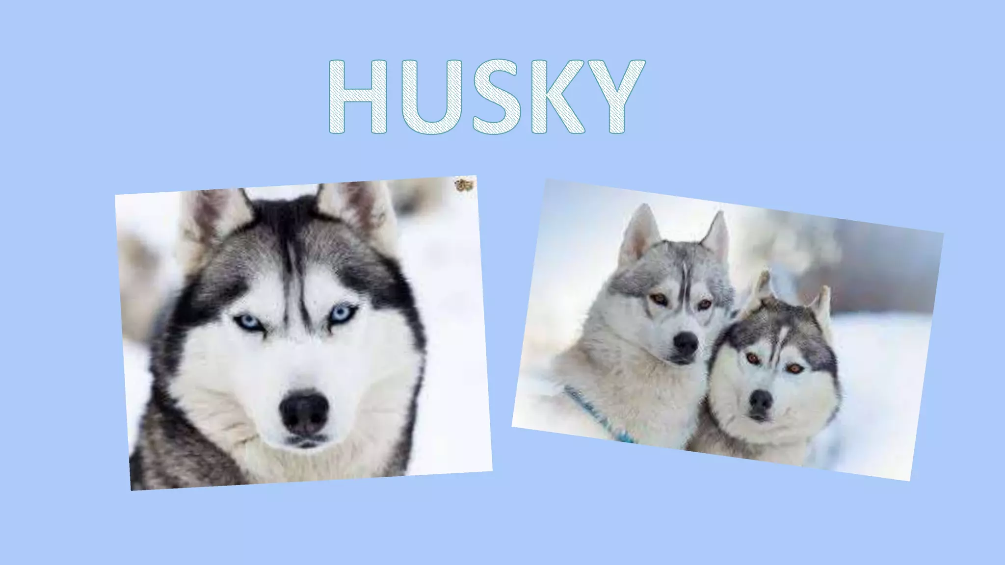 Husky | PPTX