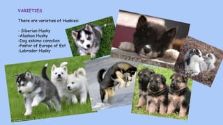 Husky | PPTX