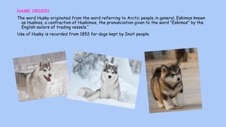 Husky | PPTX