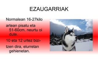 Huskya.auritz | ODP