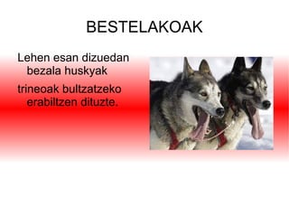 Huskya.auritz | ODP