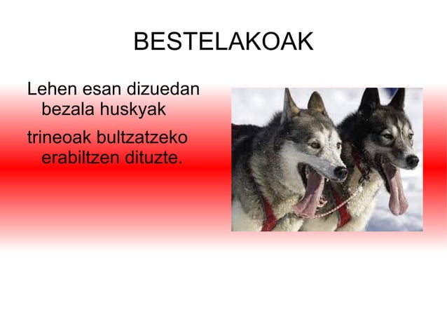 Huskya.auritz | PPT