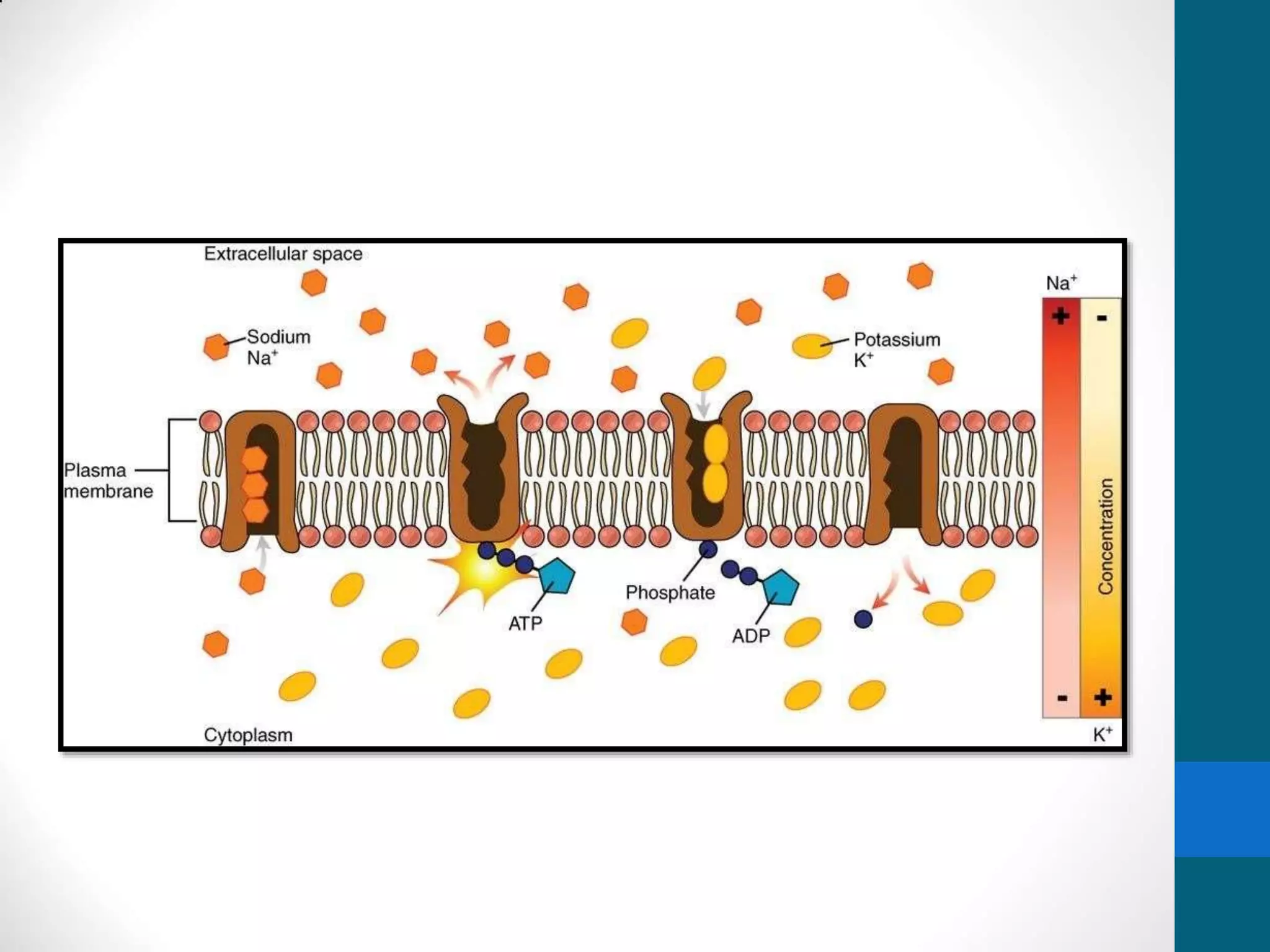 sodium potassium pumps | PPTX