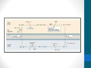 sodium potassium pumps | PPTX