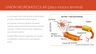 Huso muscular | PPTX