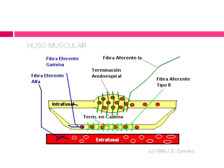 Husos Neuromusculares