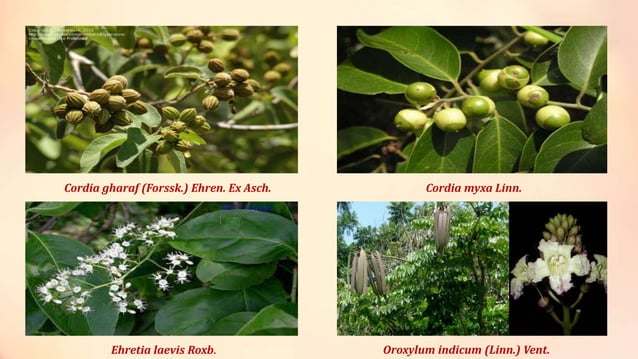 Vegetation of pakistan | PPTX