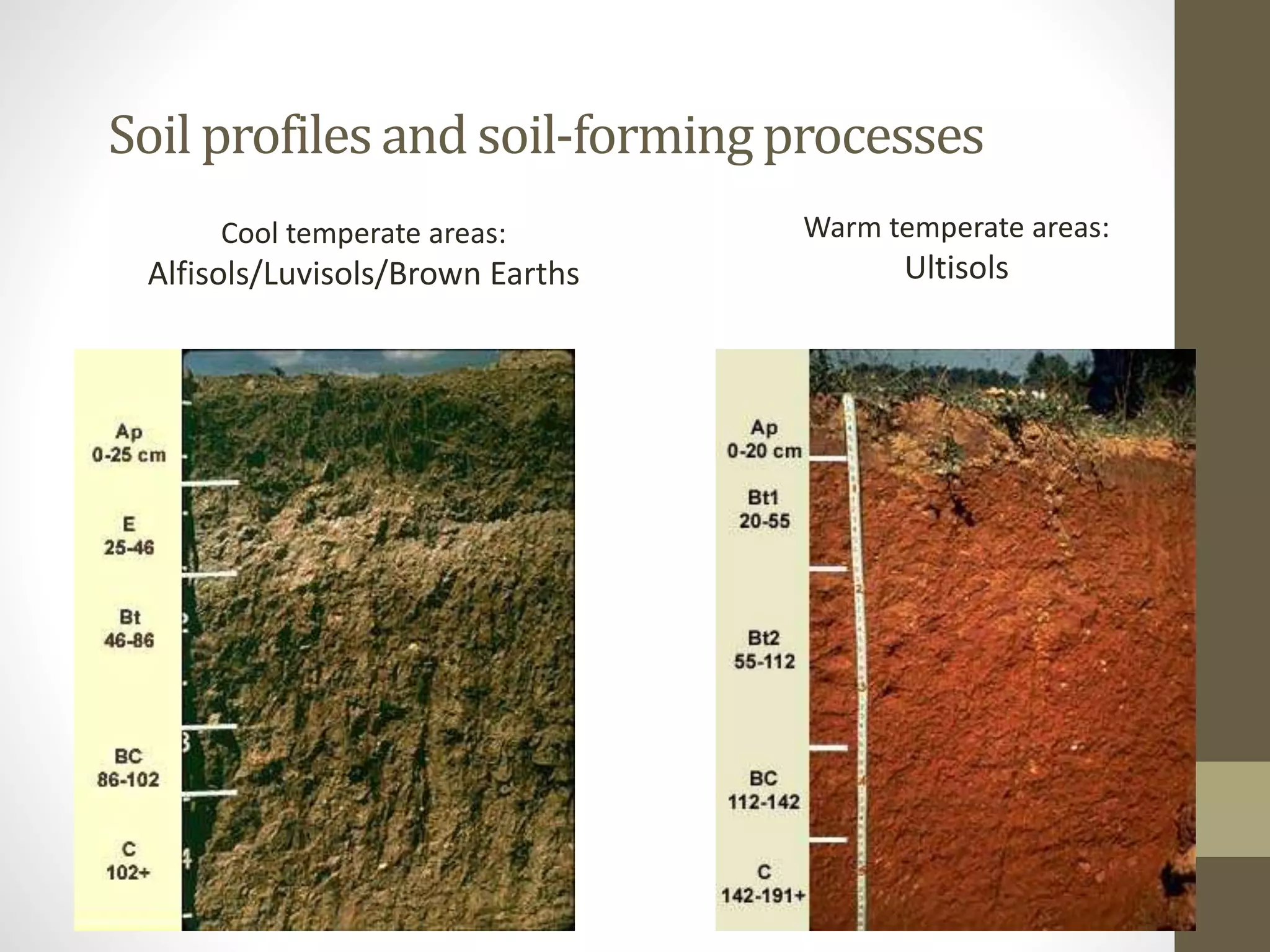 Hutan daun gugur iklim sedang | PPTX