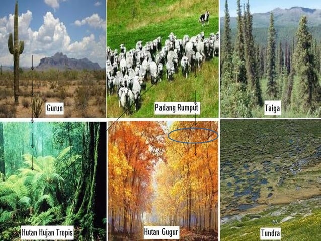 Bioma Hutan Hujan Tropis di Kalimantan Indonesia | PPT