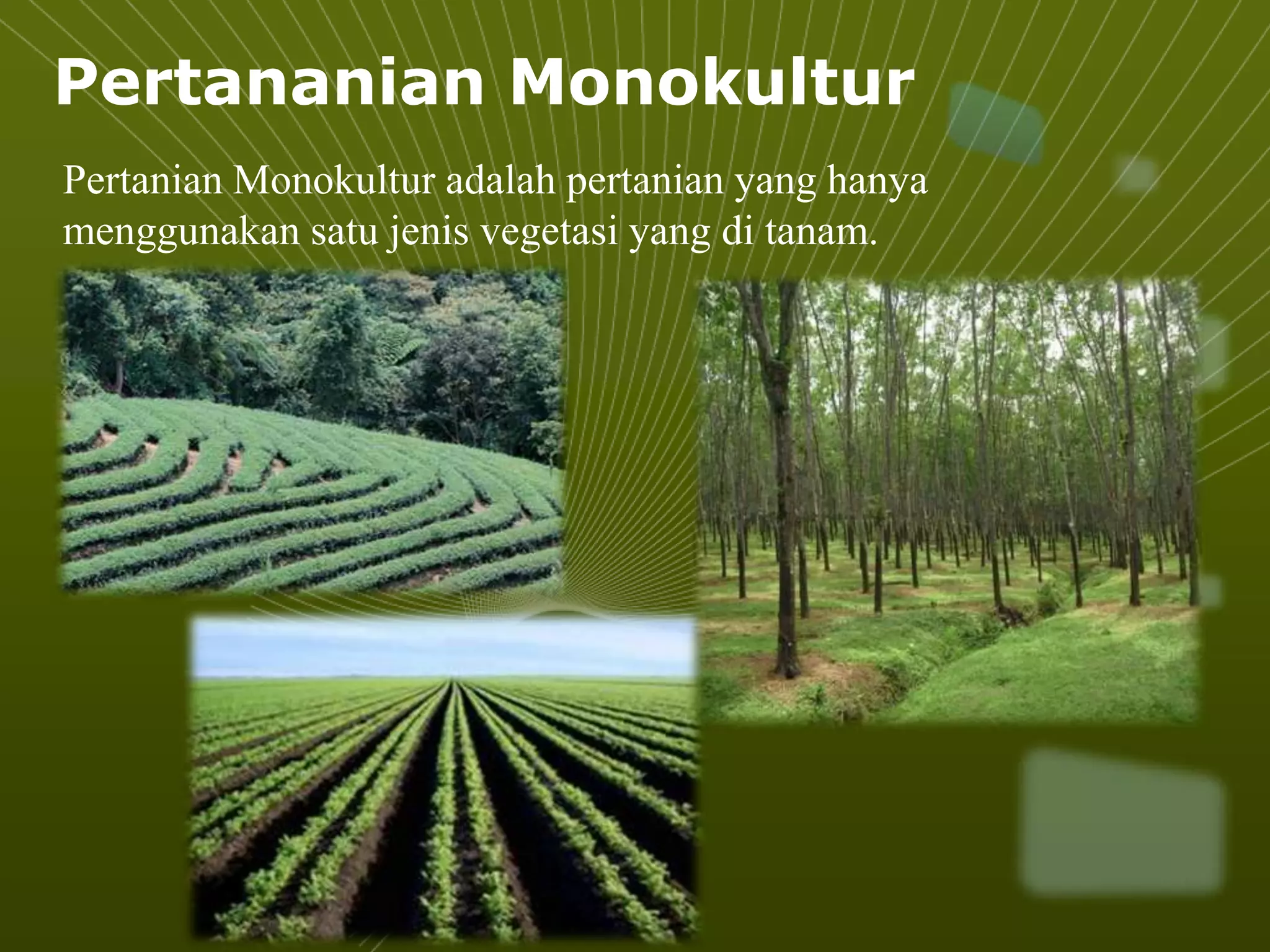 Hutan hujan tropis | PPTX