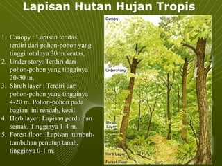Hutan hujan tropis | PPTX