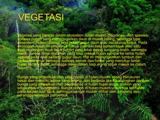 Hutan Musim Tropis | PPTX