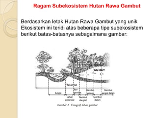 Hutan rawa gambut | PPTX
