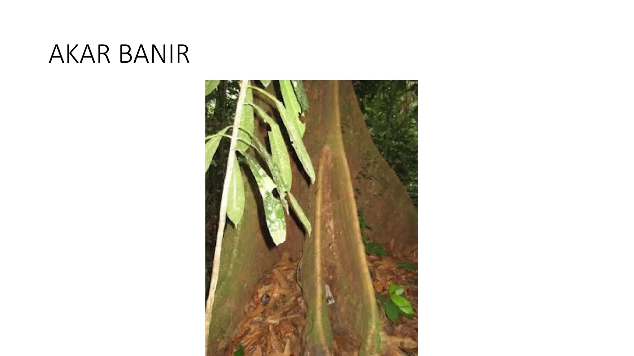 HUTAN TROPIKA TUMBUHAN SEMULA JADI DI MALAYSIA.pptx