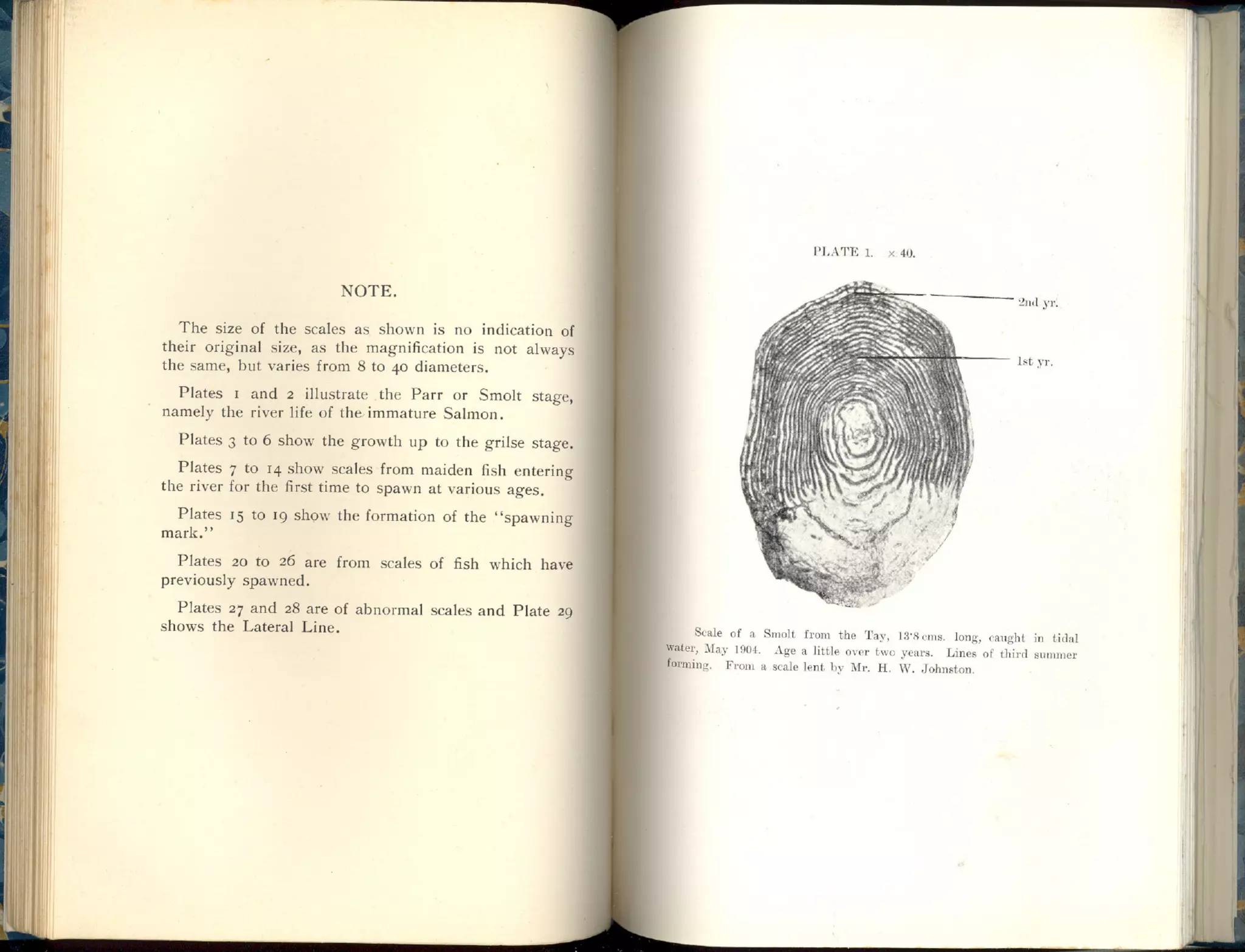 Salmon Scale Examination and its Practical Utility - J Arthur Hutton ...