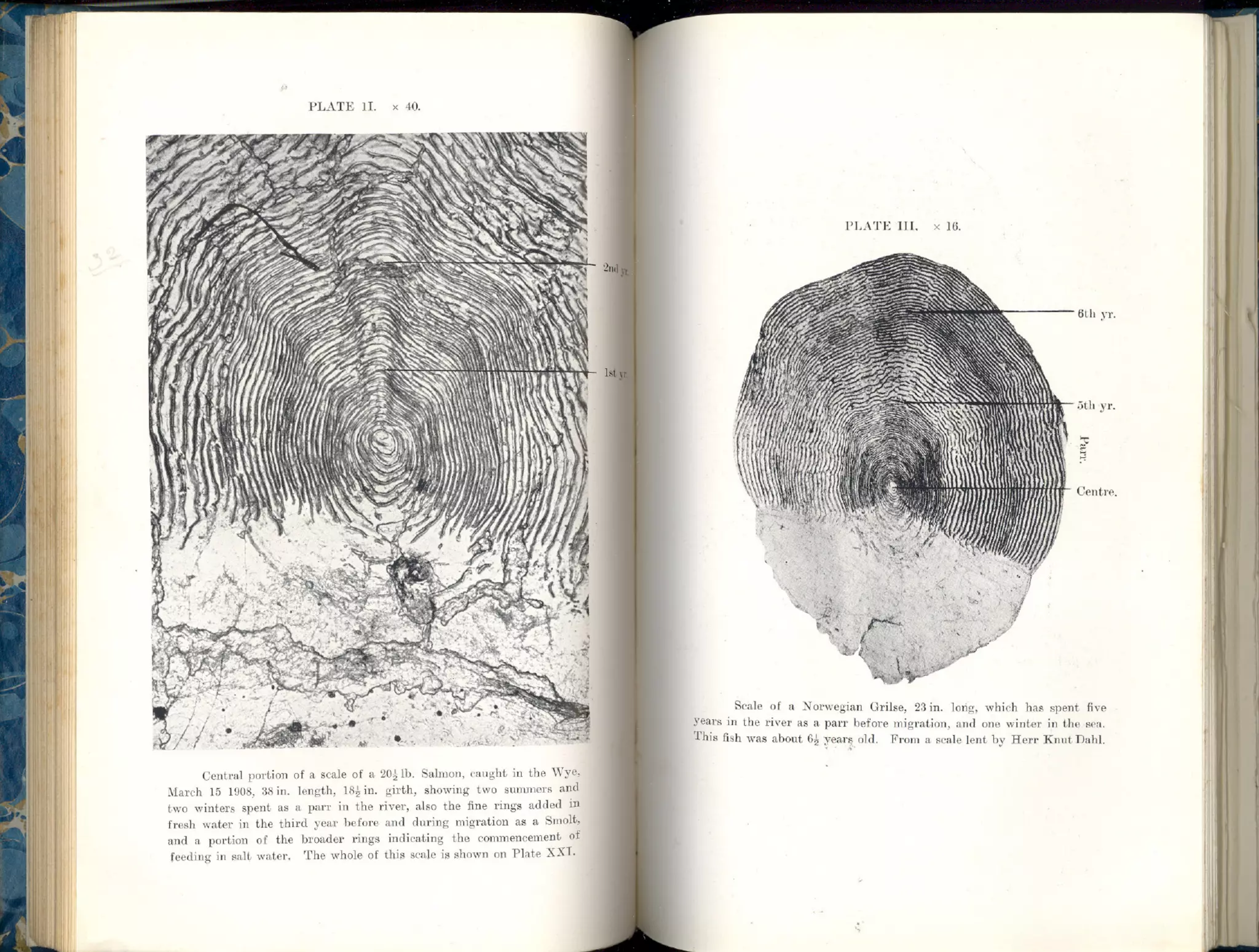 Salmon Scale Examination and its Practical Utility - J Arthur Hutton ...