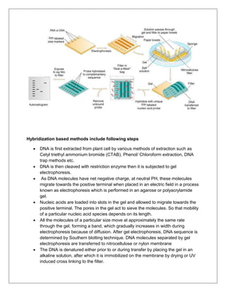 DNA FINGERPRINTING TECHNIQUE FOR IDENTIFICATION OF DRUGS OF NATURAL ...